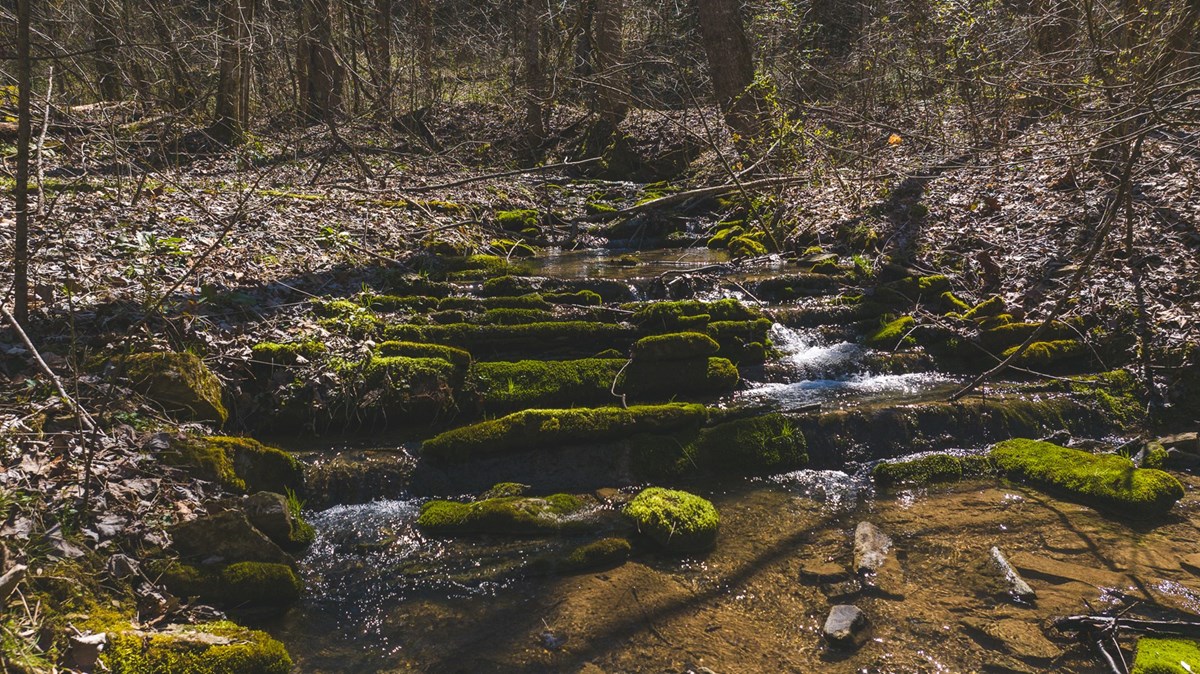 Untamed Tennessee Paradise: 10+ Acres, Spring Flow, Camper