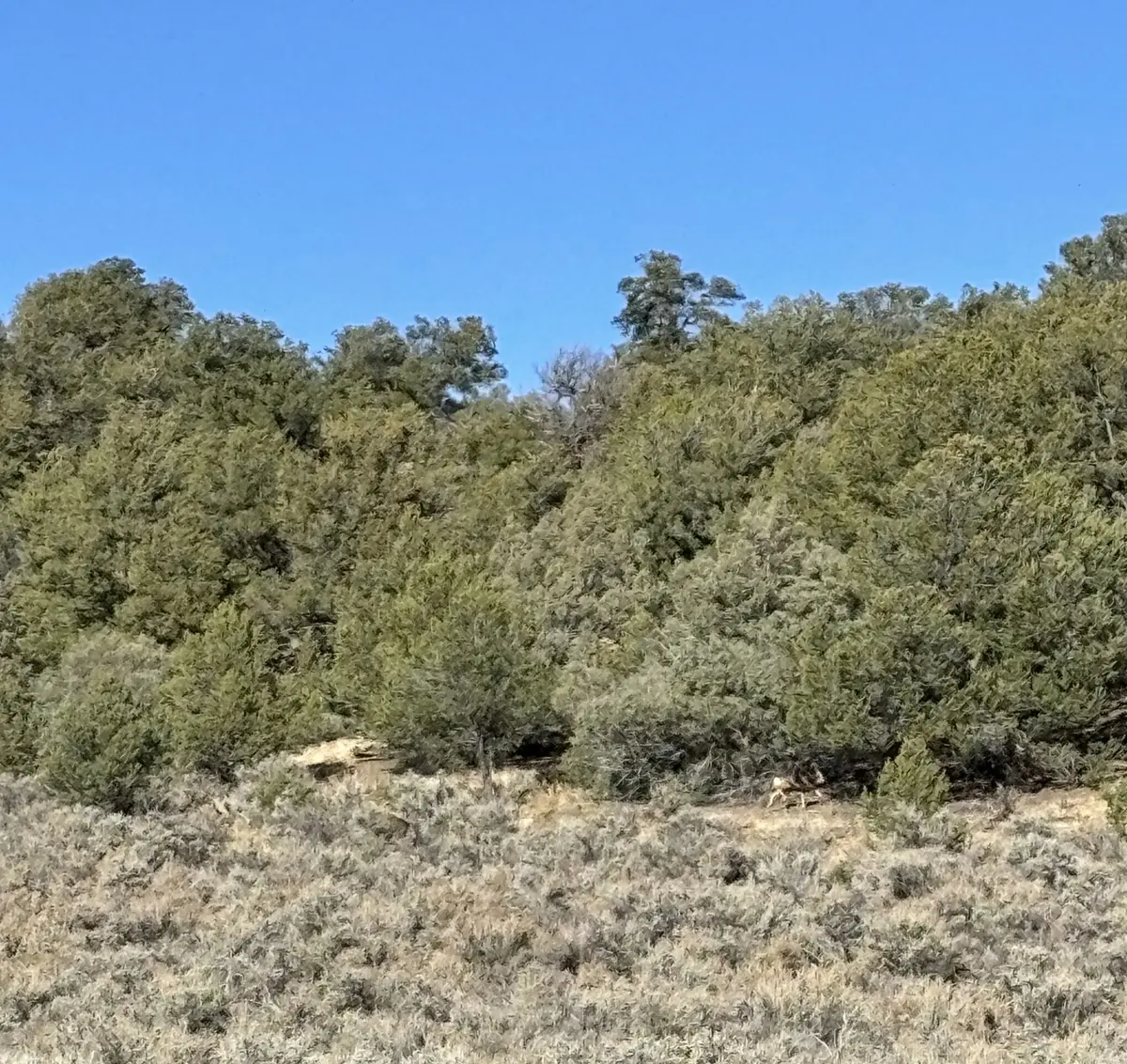 Northern New Mexico Land for Sale near Chama NM, Talavera