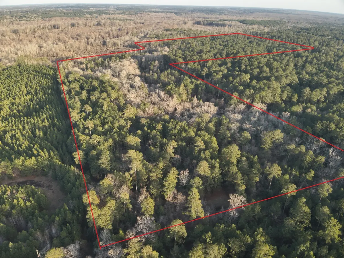 Pine/Hardwood Hunting Land W/ Wet land wildlife habitat for sale