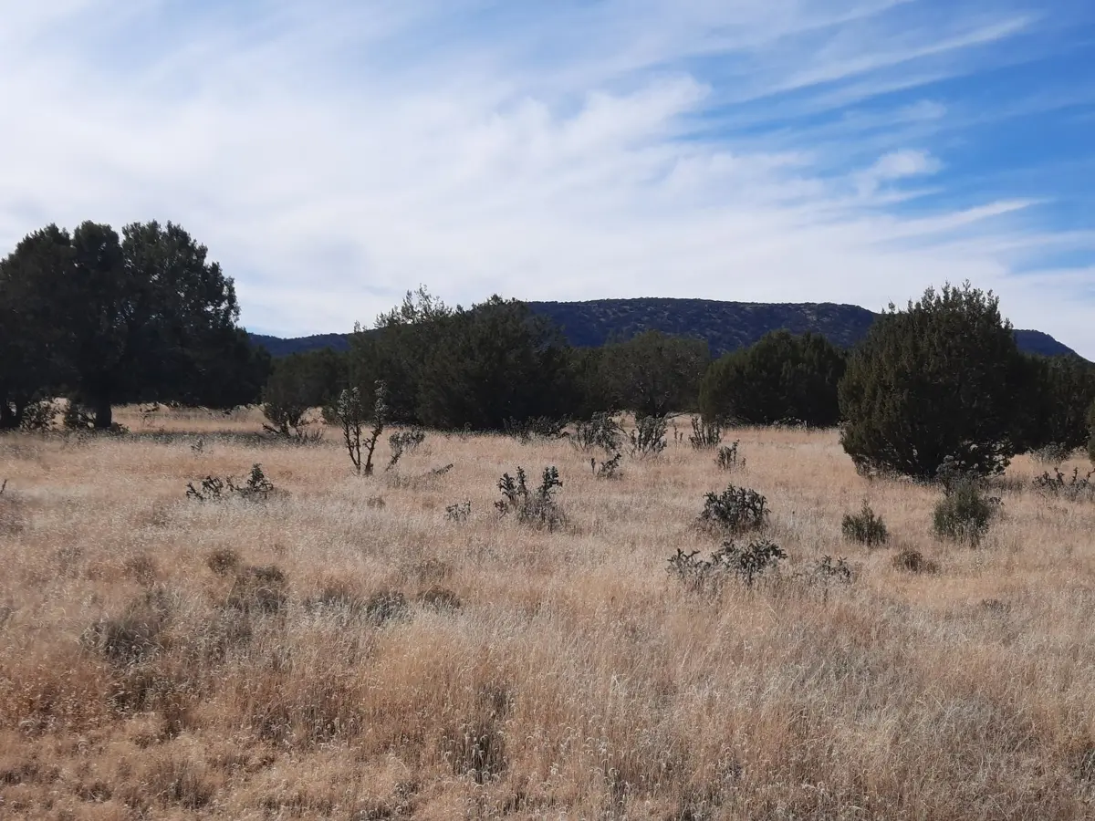 Nicely treed off grid parcel looking out into a large meadow